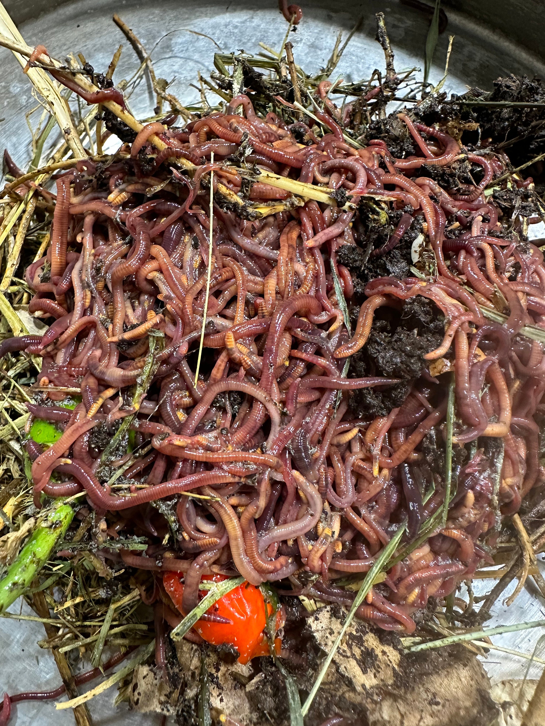 Red Wigglers Composting Worms Vermicompost Nutrient-rich Sustainable ...
