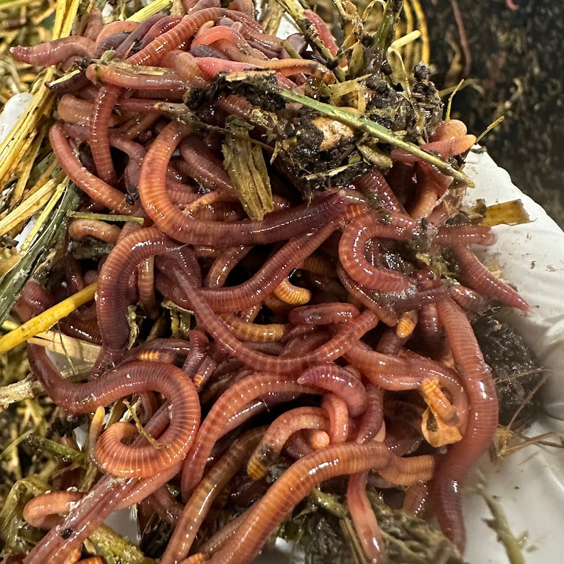 Red Wigglers Composting Worms Vermicompost Nutrient-rich Sustainable ...