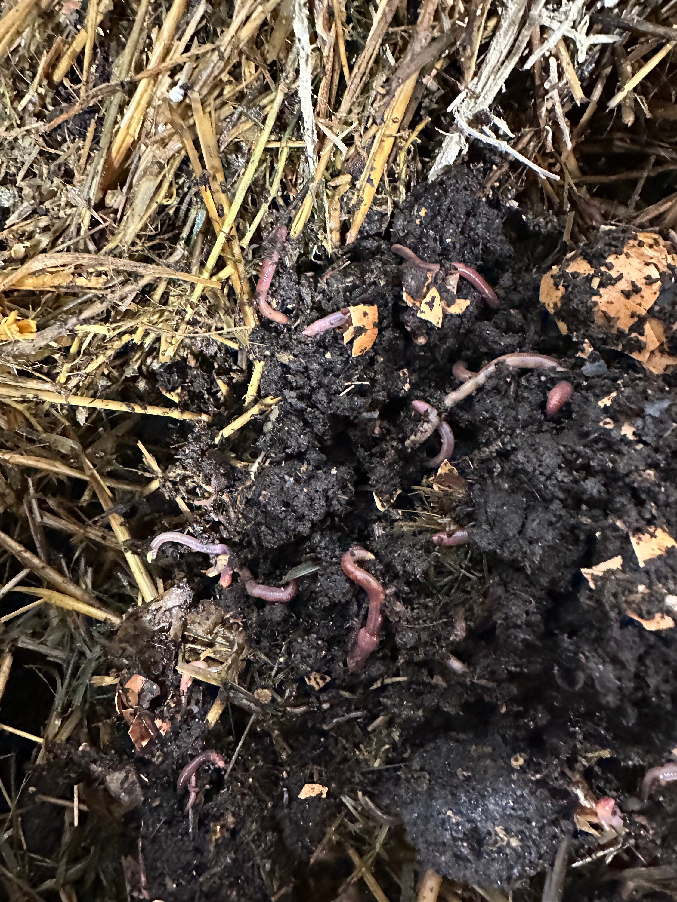 Red Wigglers Composting Worms Vermicompost Nutrient-rich Sustainable ...