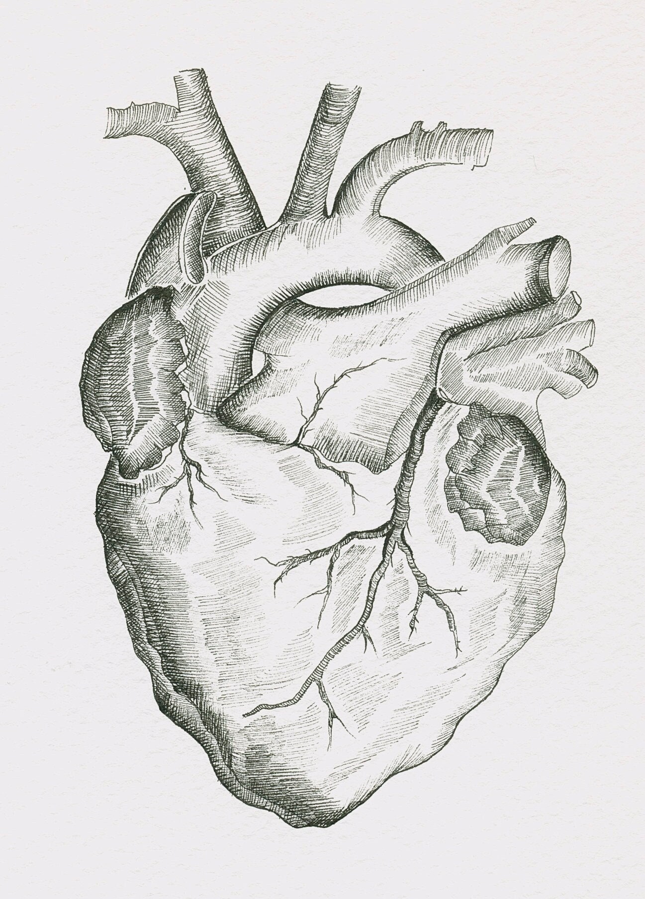 Anatomical Heart Drawing - Etsy