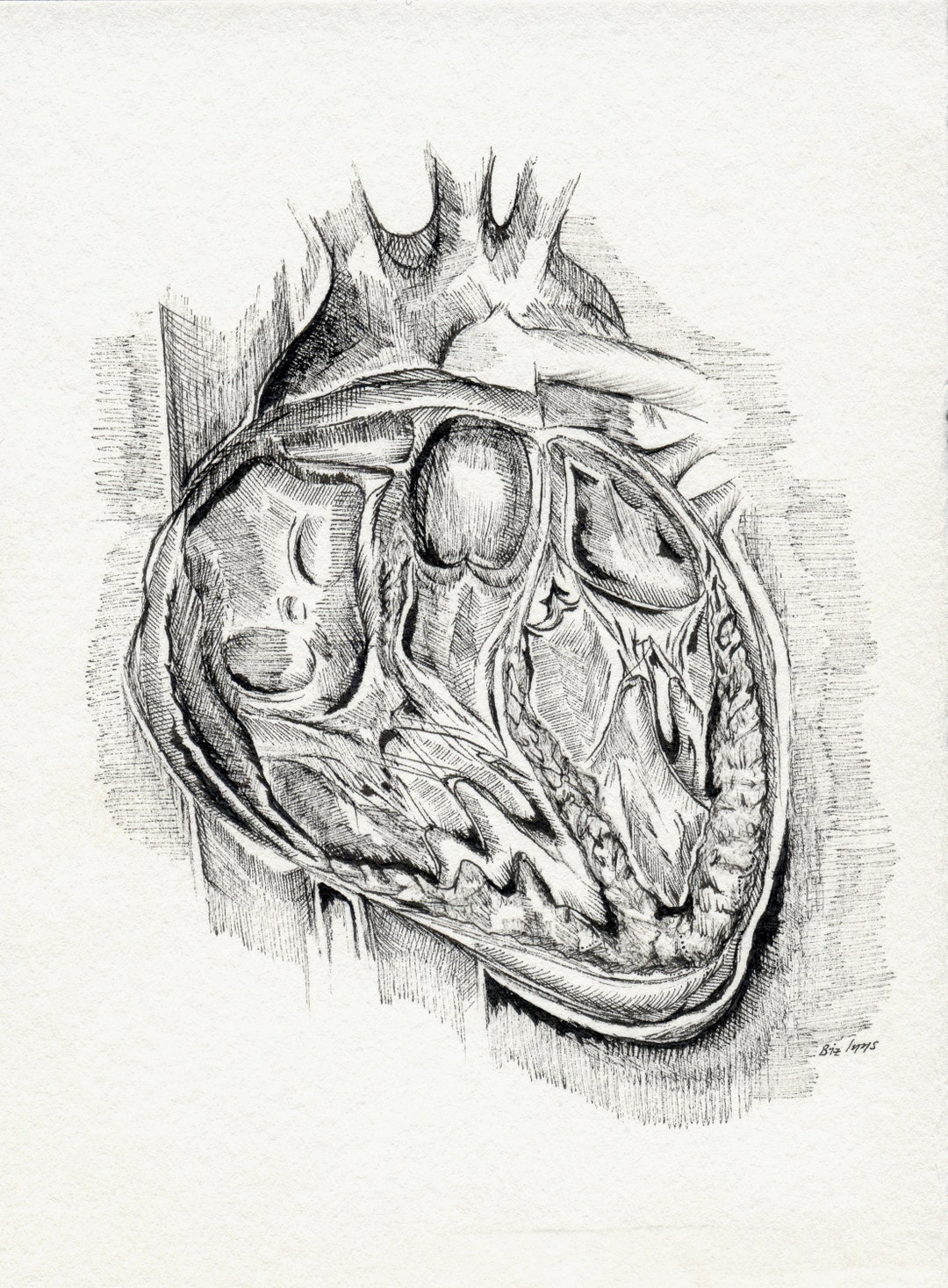 Anatomical Ventricular Heart - Etsy