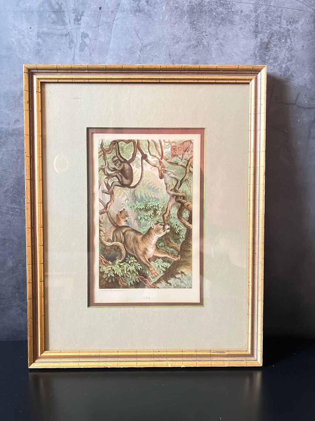 Antique Lithograph 15x12" "puma" by John George Wood Framed and Double ...