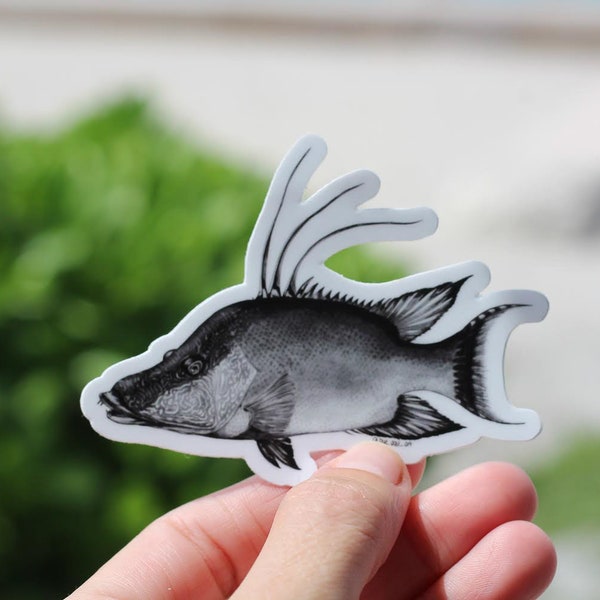 Hogfish - Etsy