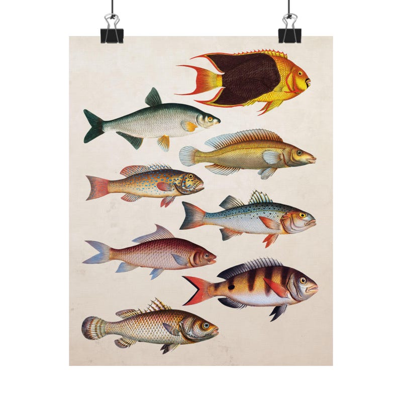 Antique Fish Print - Etsy