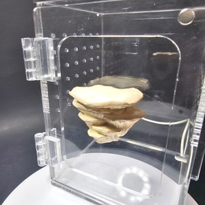 3D Printed Magnetic Djamor Fungus Platform Spider Hide - Etsy