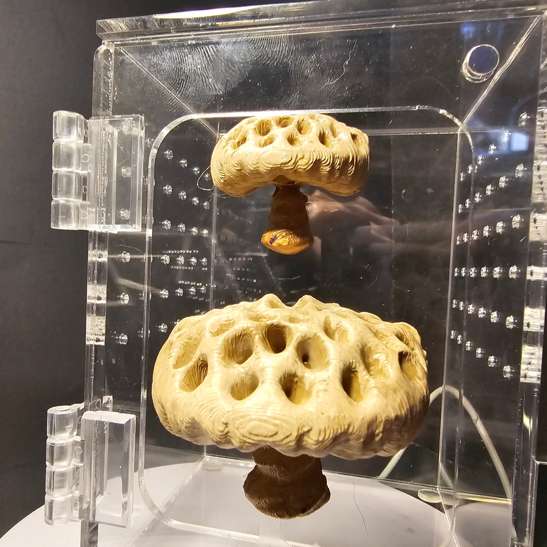 3D Printed Morel Fungi Platform and Hide Jumping Spider Decor- Mushroom ...