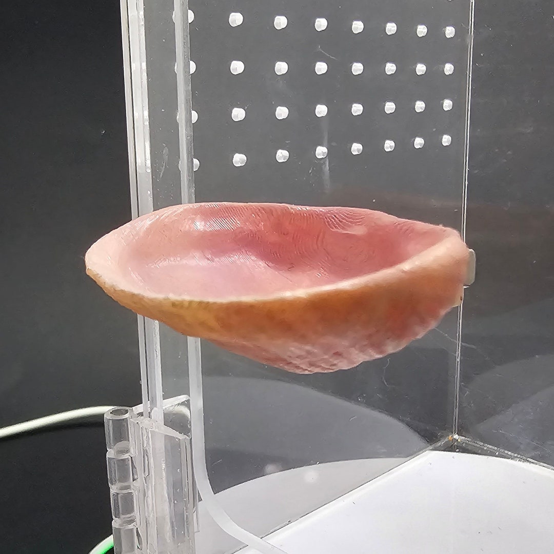 3D Printed Magnetic Conch Shell Jumping Spider Hide - Etsy