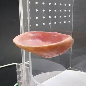 3D Printed Magnetic Conch Shell Jumping Spider Hide - Etsy