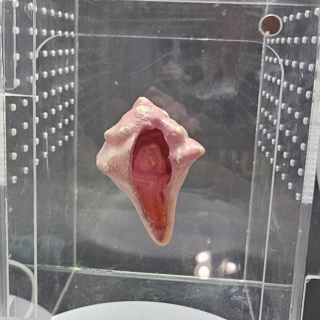 3D Printed Magnetic Conch Shell Jumping Spider Hide - Etsy