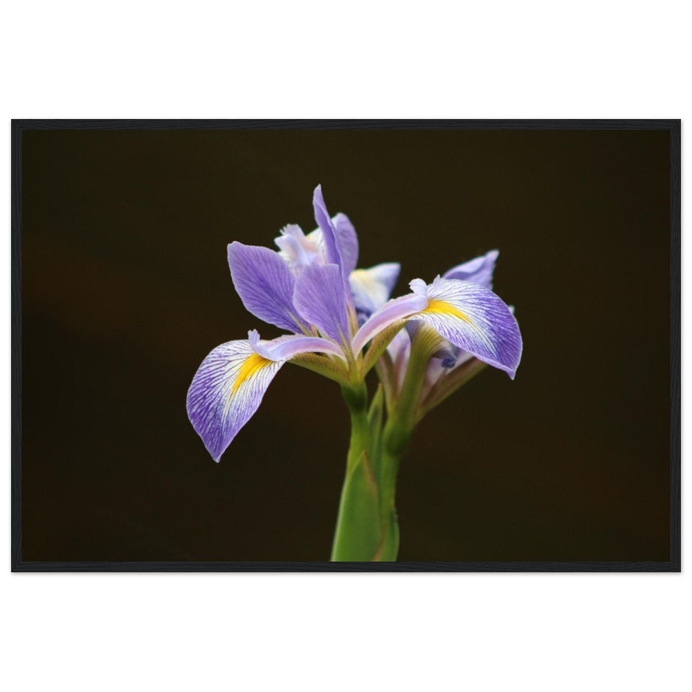 Iris Flower Wall Decor Photo Nature Bedroom - Etsy