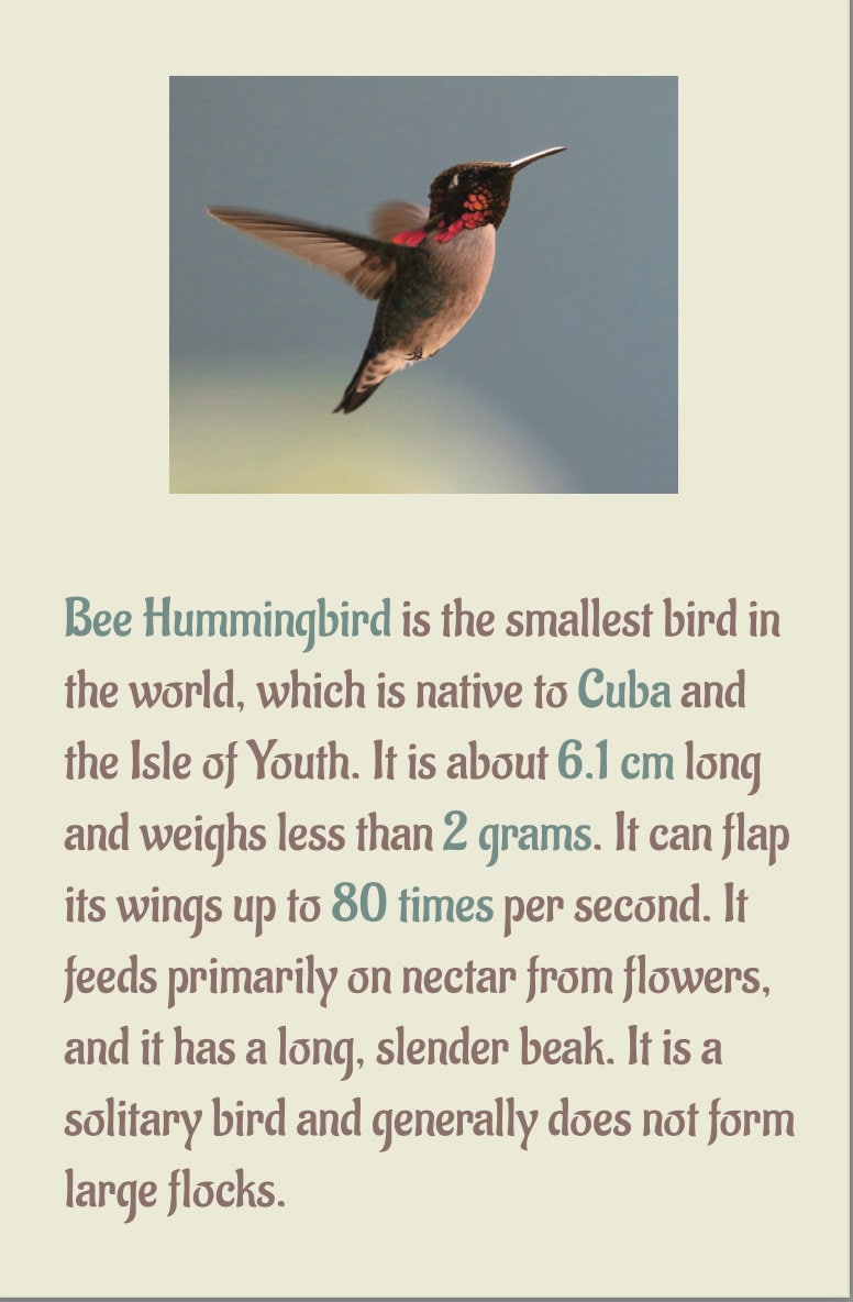 Birds Fun Facts Digital Book Educational Book - Etsy