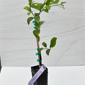 MEYER LEMON TREE (valley Lemon) - Texas Grown - Certified Nursery ...