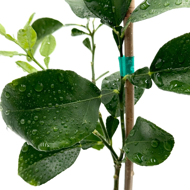 Rio Red Grapefruit Tree | No Shipping to California, Florida, Arizona ...
