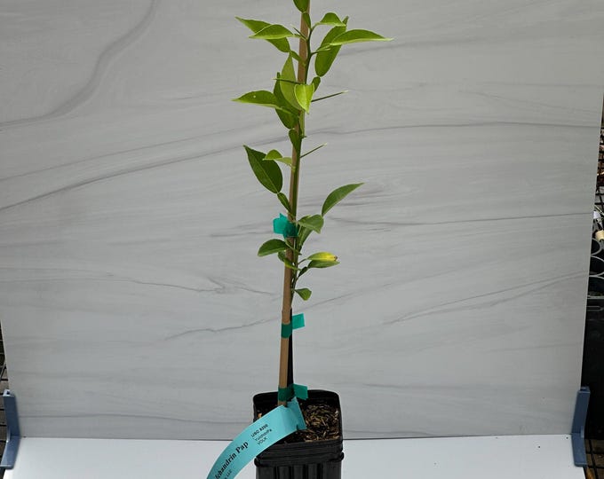 Ichang Lemon O.P. Seedling, 9-inch Tree Pot - Etsy