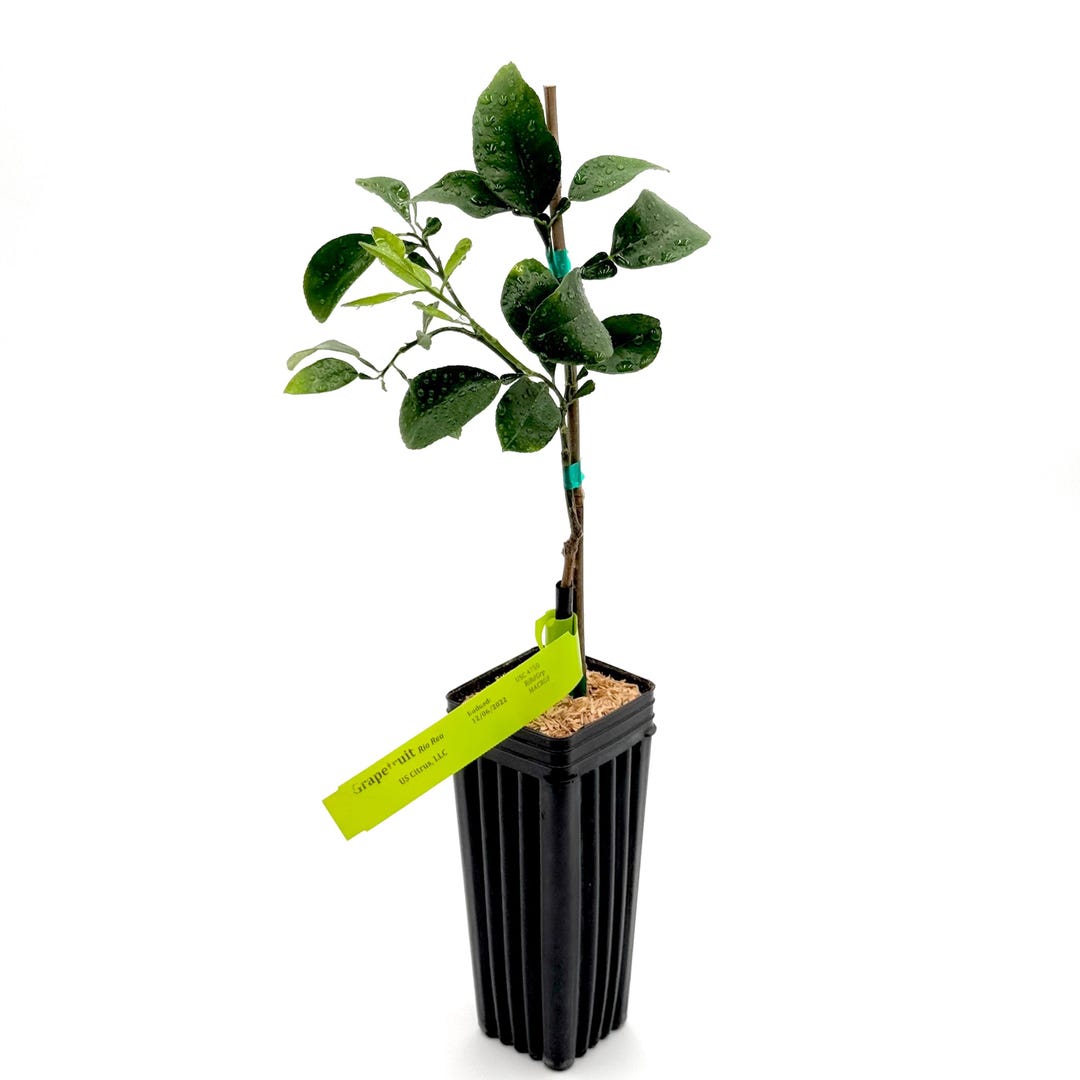 Rio Red Grapefruit Tree | No Shipping to California, Florida, Arizona ...