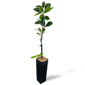 Meiwa Kumquat Tree - Etsy