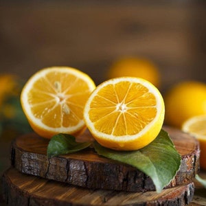 MEYER LEMON TREE (valley Lemon) - Texas Grown - Certified Nursery ...