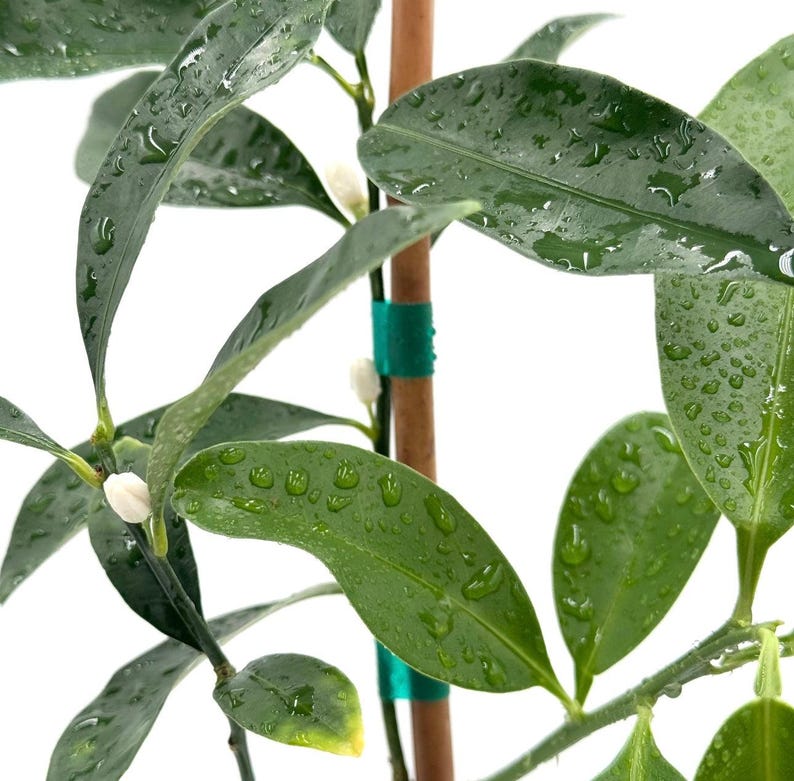 Meiwa Kumquat Tree - Etsy