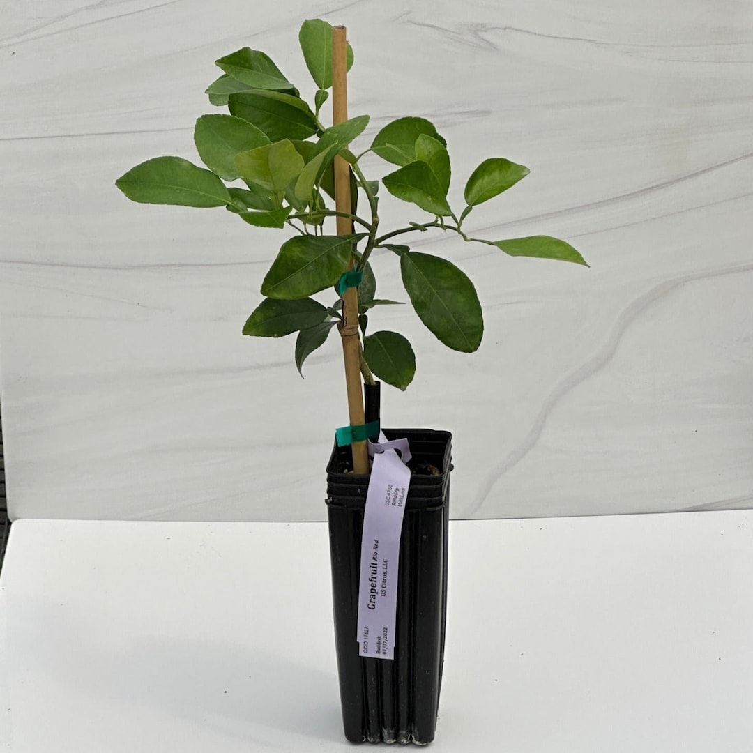 RIO RED GRAPEFRUIT Tree - Texas Grown - Certified Nursery - Tangy ...