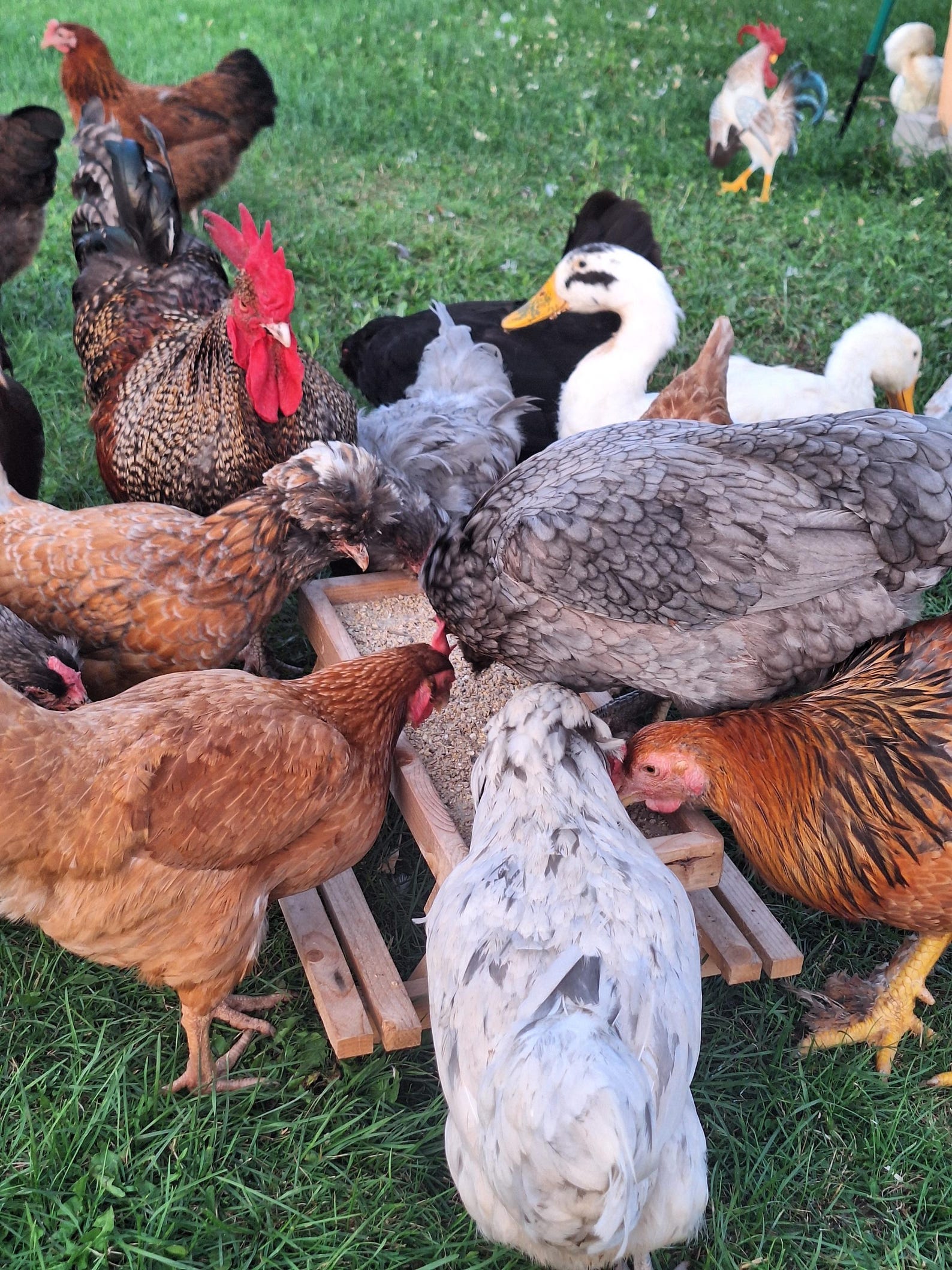 Chicknic Table - Etsy