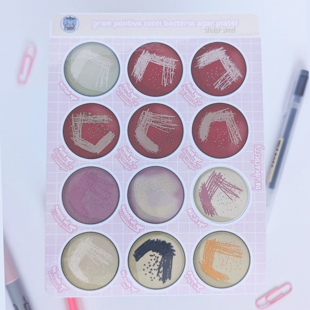 Gram-positive Cocci Bacteria Sticker Sheet - Med Lab/laboratory ...