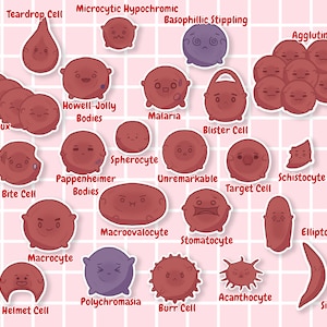 Red Blood Cell Morphology Magnets - Cute Blood Cells/med Lab/laboratory ...