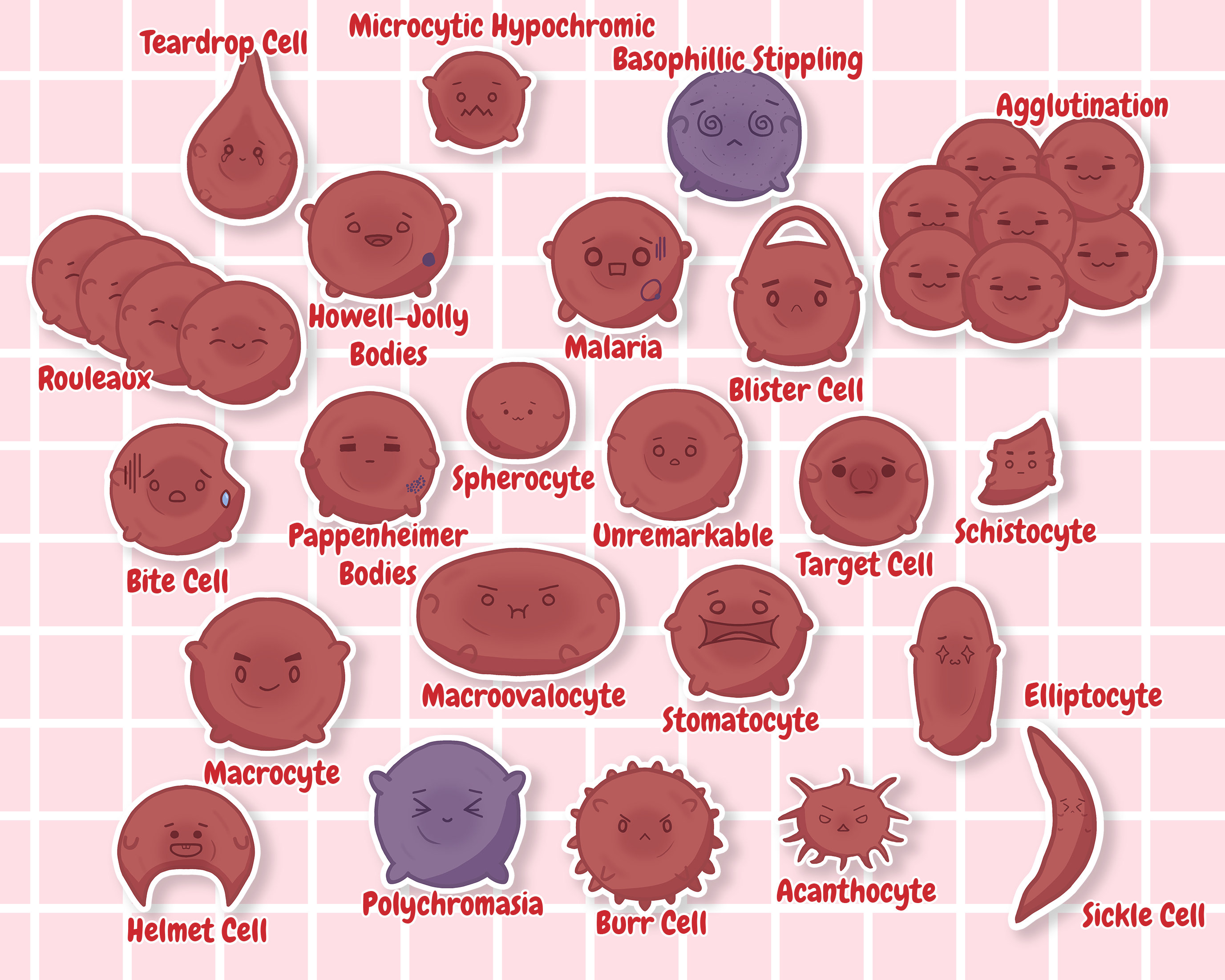 Red Blood Cell Morphology Magnets Cute Blood Cells/med Lab/laboratory ...