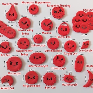 SET Red Blood Cell Morphology Magnets- Cute Blood Cells/med Lab ...