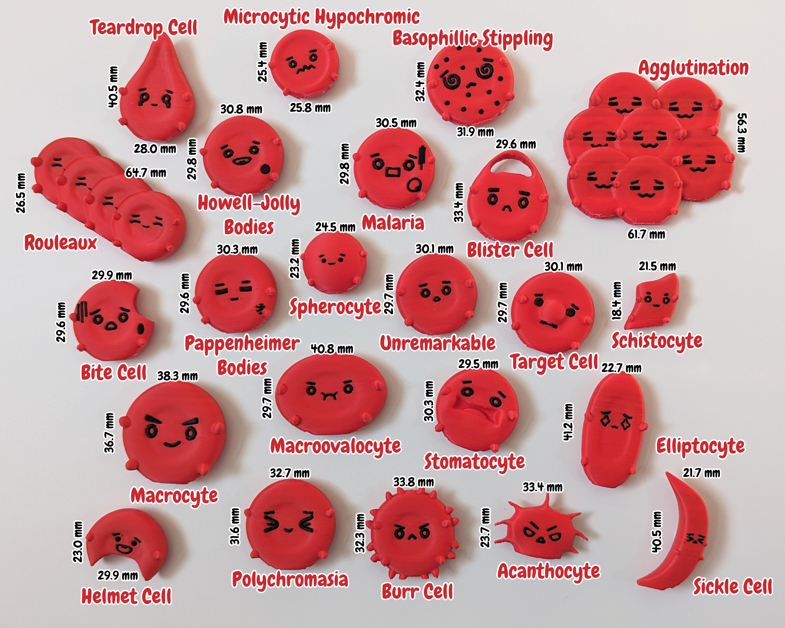 Red Blood Cell Morphology Magnets Cute Blood Cells/med Lab/laboratory ...