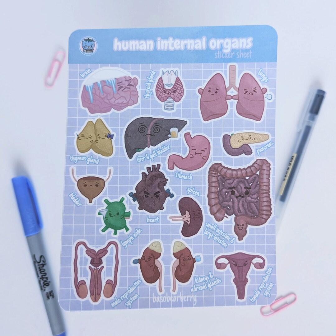 Human Internal Organs Sticker Sheet Physiology/med Lab/laboratory ...