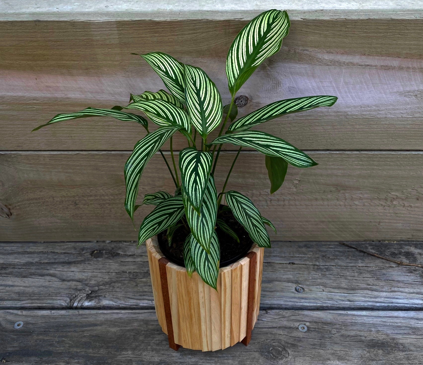 Wood Plant Stand 130mm for indoor house plants — Cubular