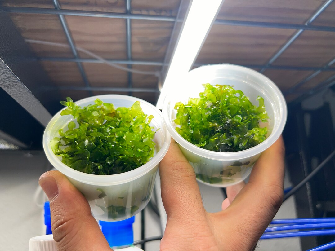 Subwassertang Large Amount Lomariopsis Lineata. - Etsy