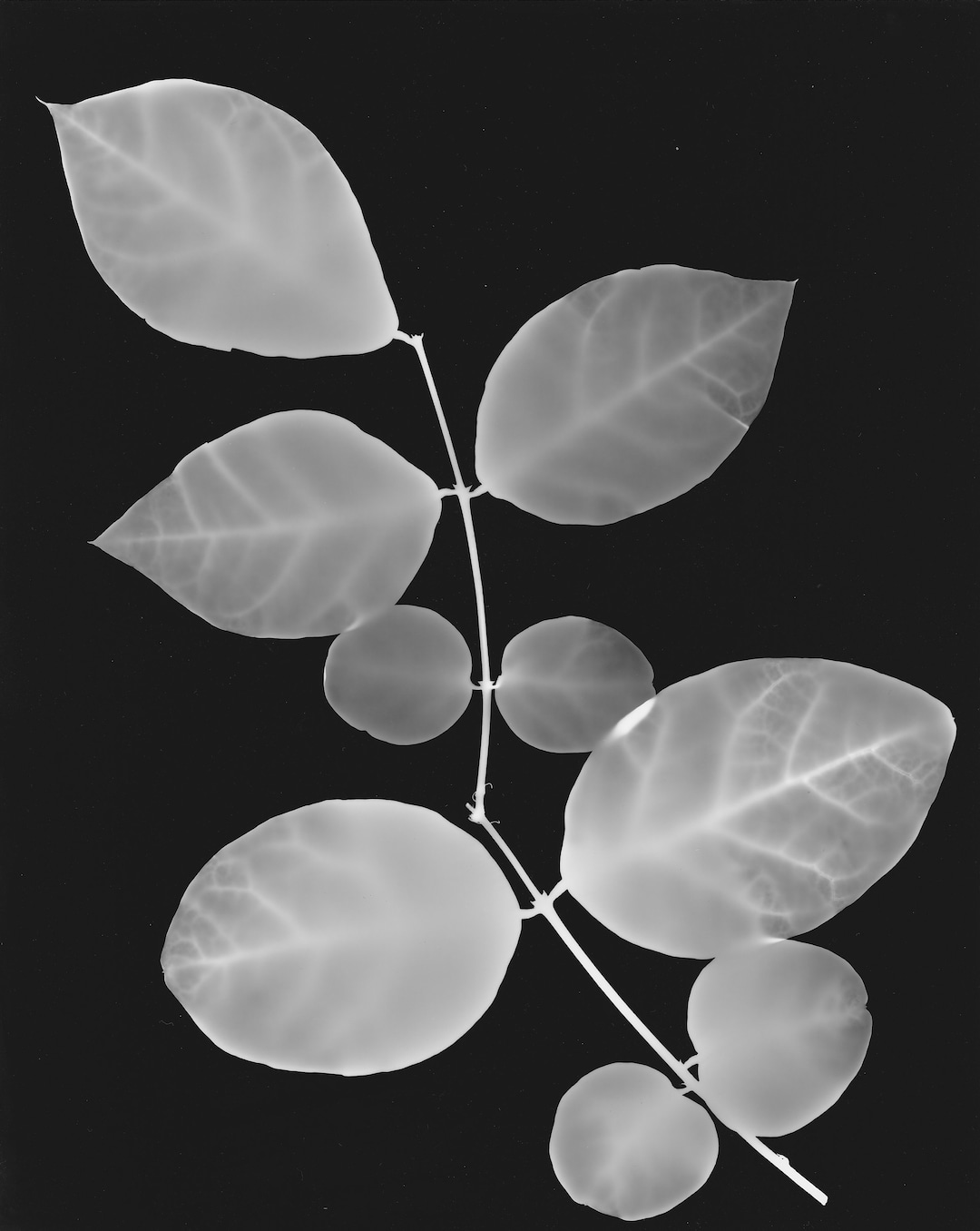 Black and White Leaf Photogram, Hand-made Silver Gelatin Print ...