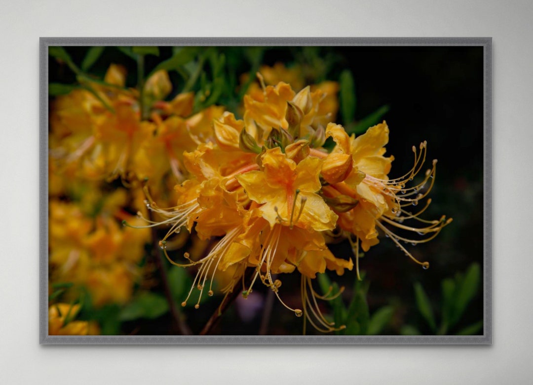 Orange Rhododendrons in Bloom - Digital Download-photography Print ...