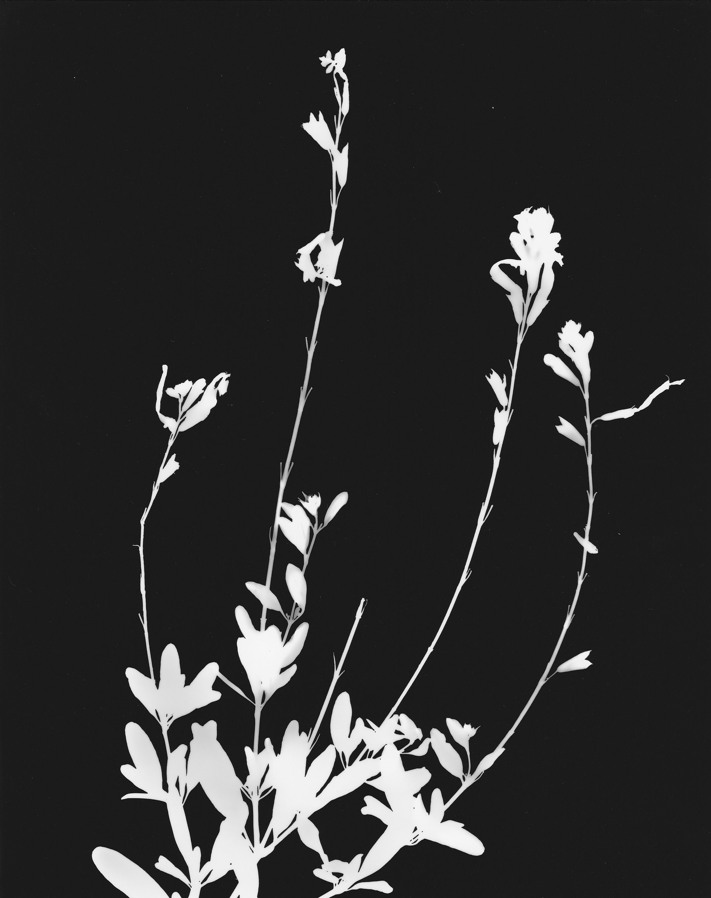 Texas Salvia Floral Photogram, Darkroom Photography, Black and White ...