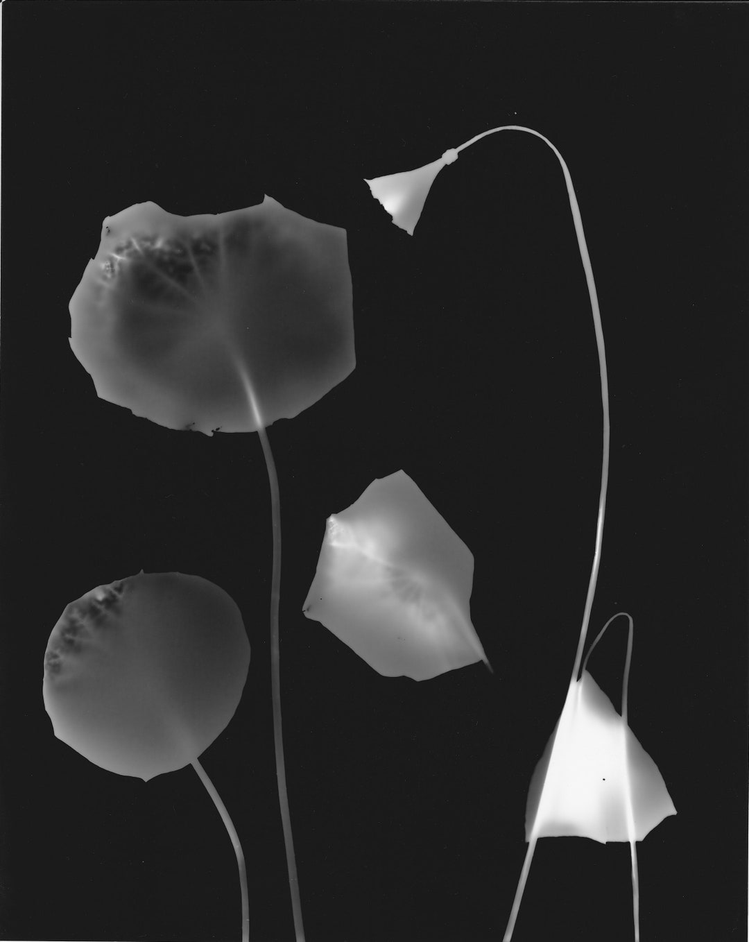 Lotus Floral Photogram, Lotus Leaf Photography, Black and White ...