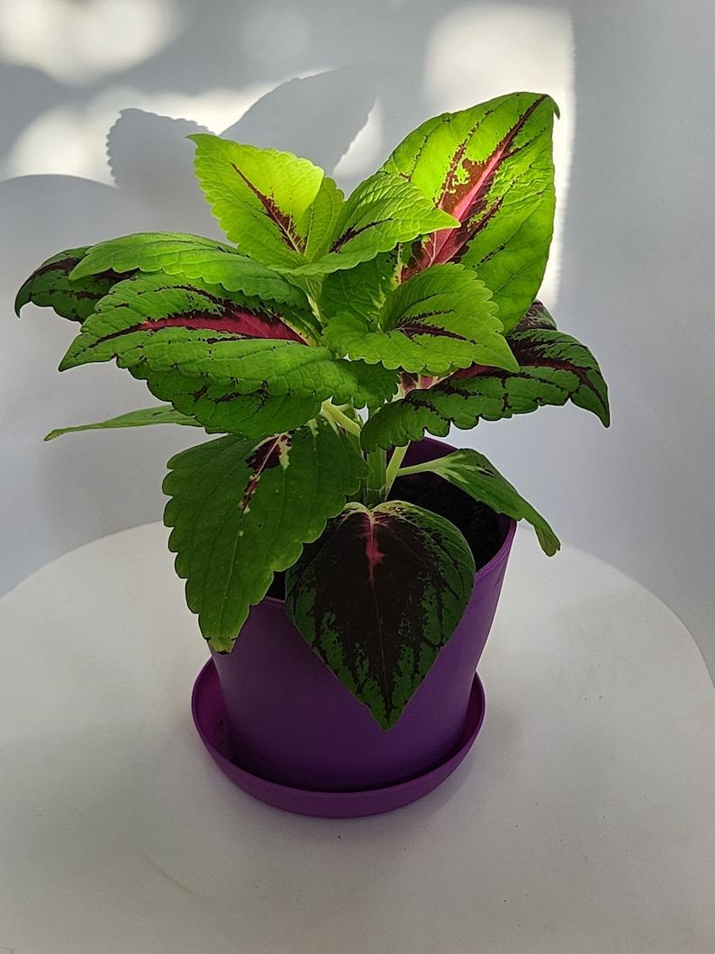 4 Wizard Rose Coleus Live Plant - Etsy