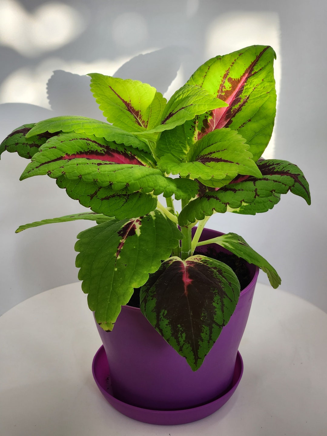 4 Wizard Rose Coleus Live Plant - Etsy