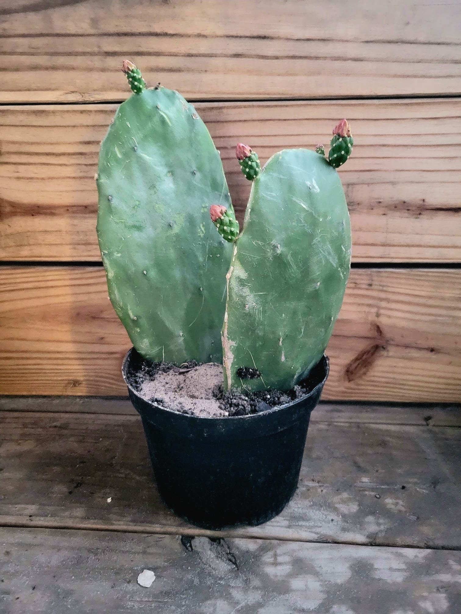 Opuntia Spineless Prickly Pear Cactus Double Pad in 6 - Etsy