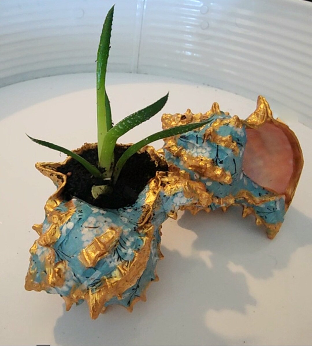 Succulent Sea Shell Pot - Etsy
