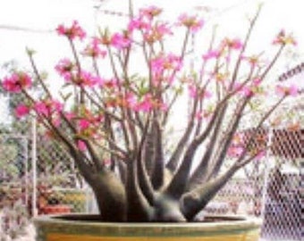 Adenium Arabicum 'black Giant' Seeds: Grow Your Own Exotic Desert Rose ...