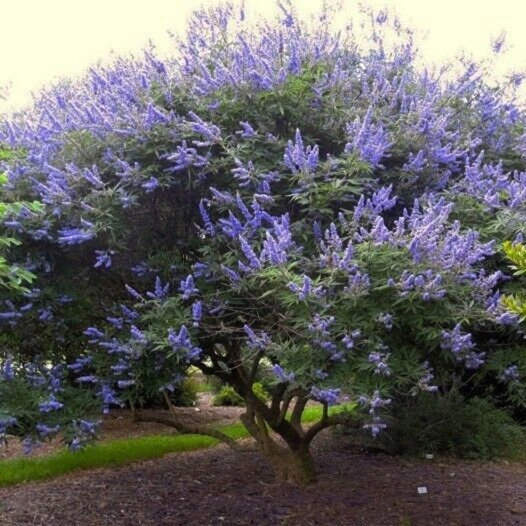 Vitex Agnus-castus Tree ( Chaste Tree ), 50 Seeds - Etsy