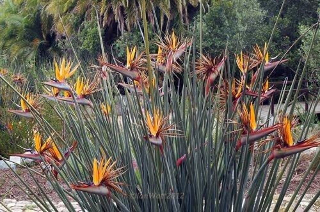 Strelitzia Juncea Leafless Bird of Paradise , 10 Seeds - Etsy
