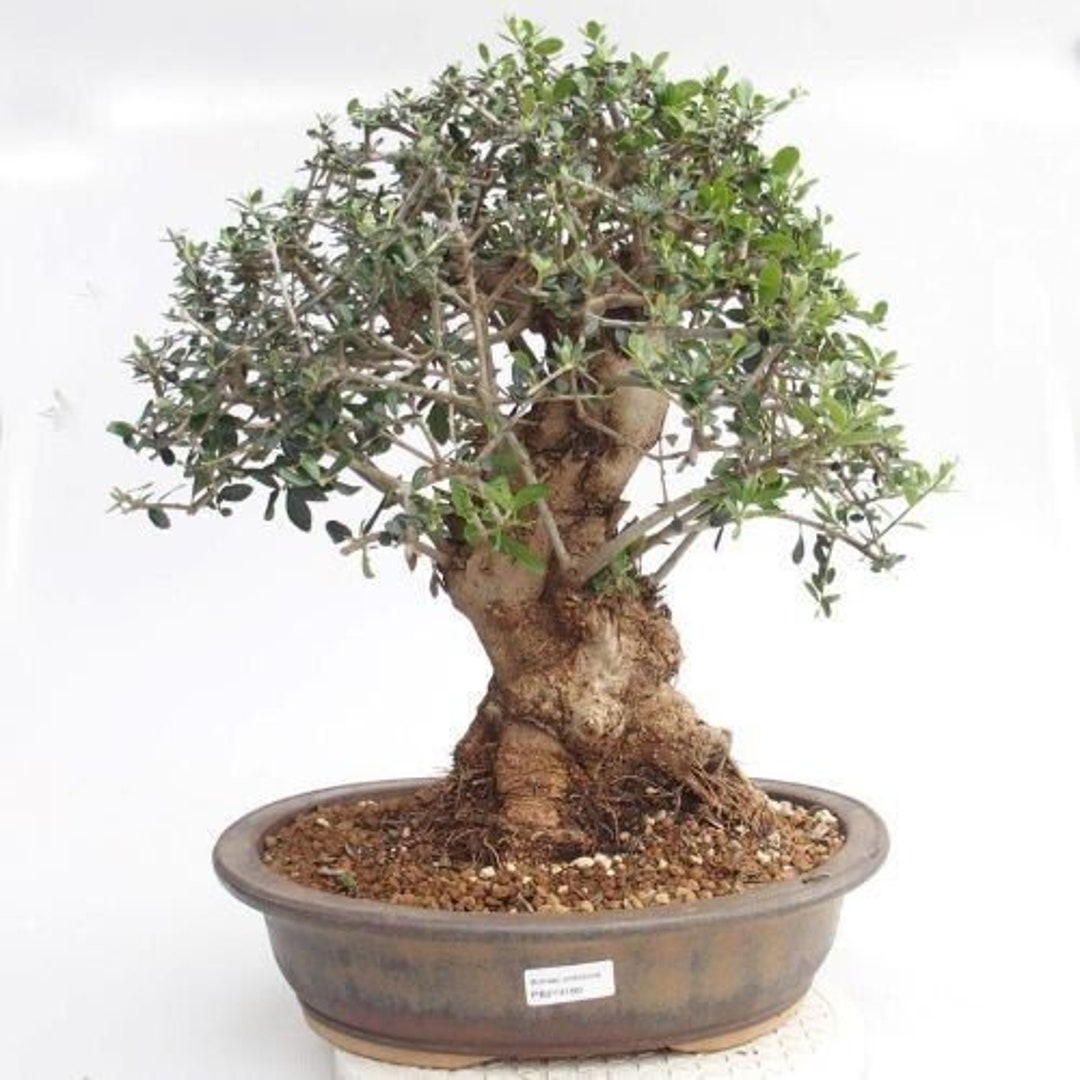 Olea Europaea ( European Olive Tree ), 20 Seeds - Etsy