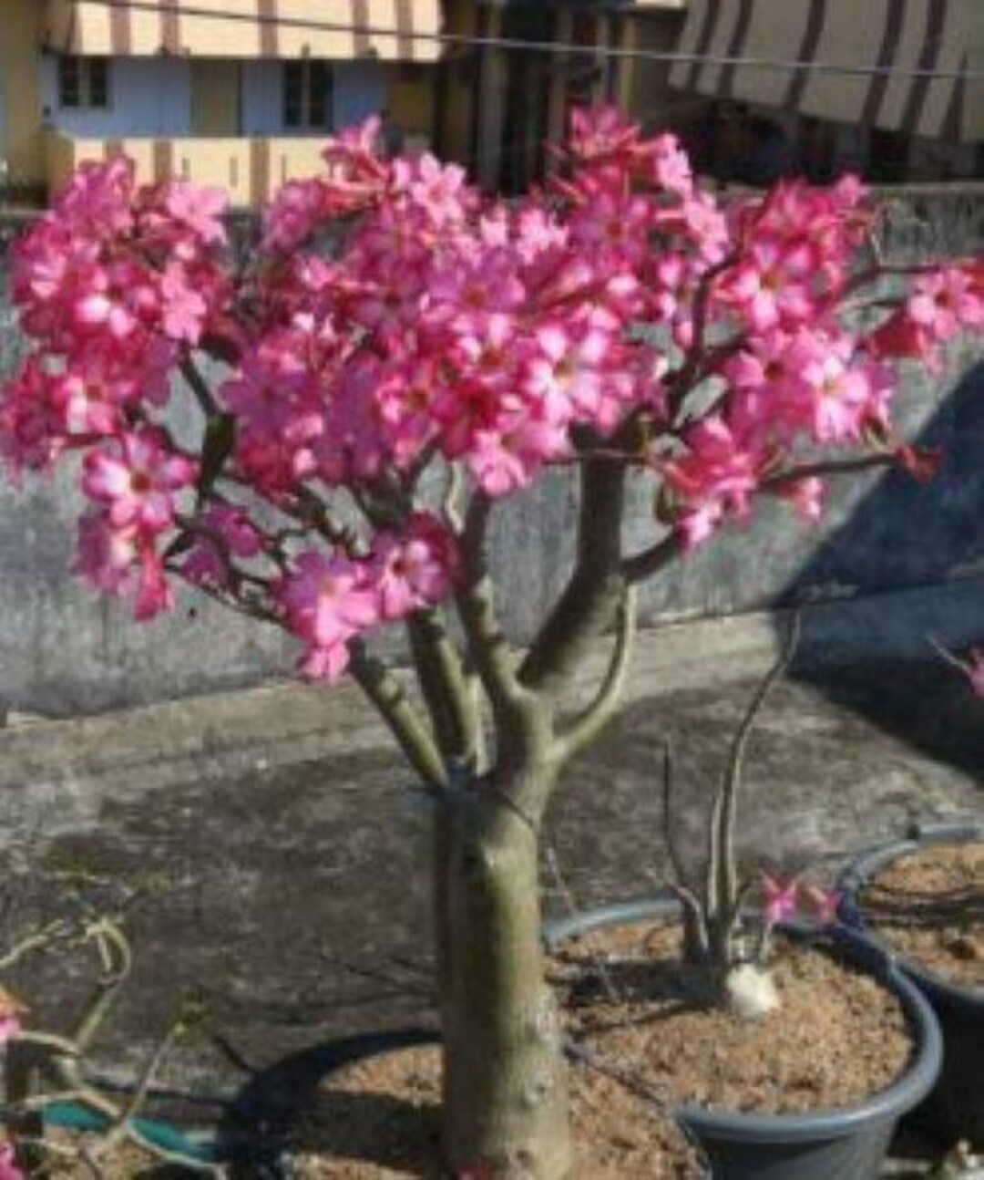 Adenium Somalense, "black Somalense", 10 Seeds - Etsy