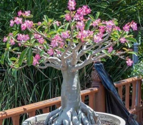 Adenium Arabicum White Giant, 6 Seeds - Etsy