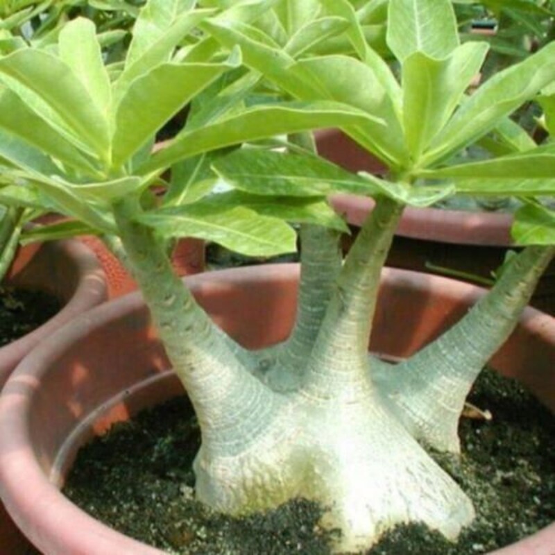 Adenium Arabicum - Etsy