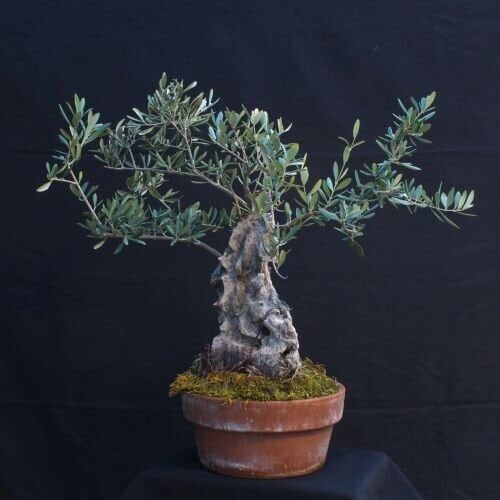 Olea Europaea European Olive Tree , 20 Seeds - Etsy