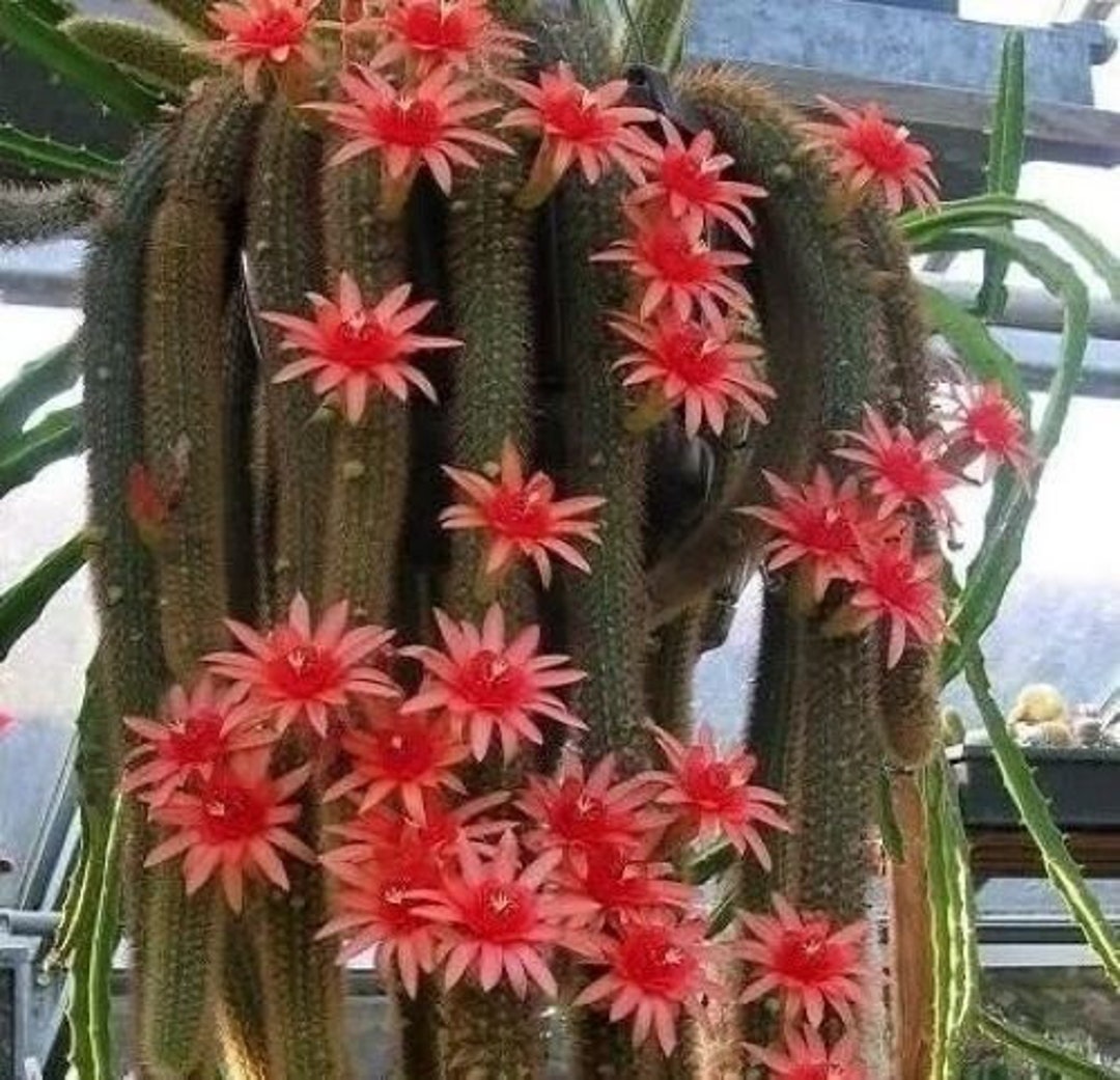 Hildewintera Aureispina Golden Rat Tail Cactus , 30 Seeds - Etsy