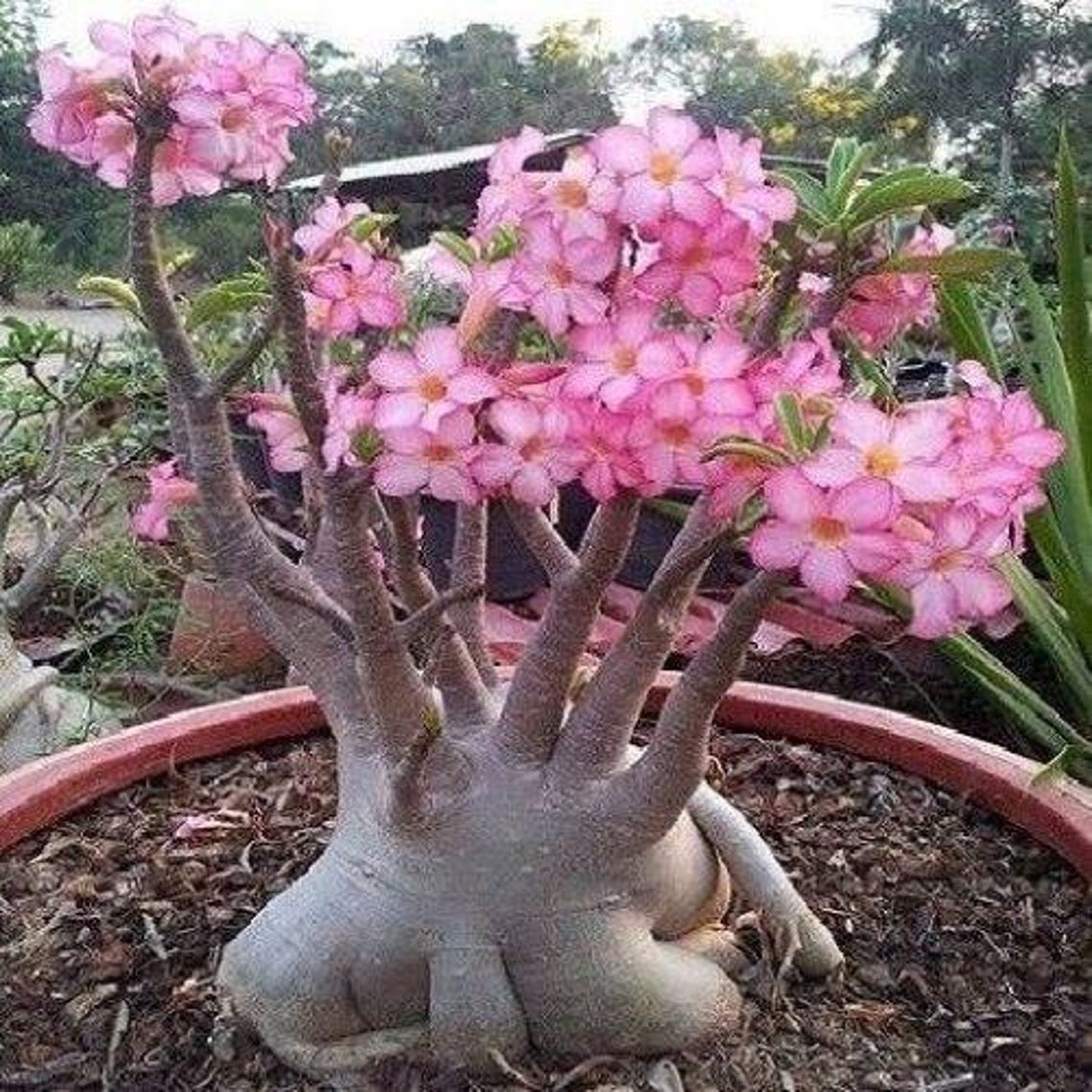 Adenium Arabicum yak Sing Buri, 10 Seeds - Etsy